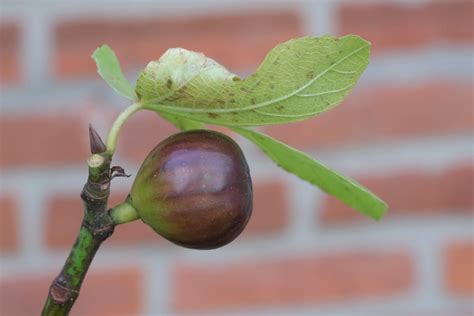 21 Fig Tree Types You Need to Know - Minneopa Orchards