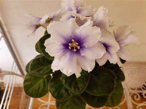 Humako Inches - Africké fialky-Saintpaulia-African Violets
