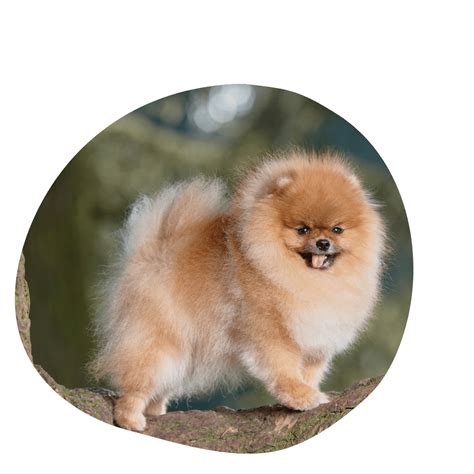 Померан | Цена и подходящ развъдник | VetClinics