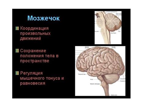 Центральная нервная система - online presentation