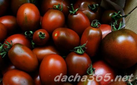 Томат черный мавр: характеристика и описание и сорта, отзывы, фото