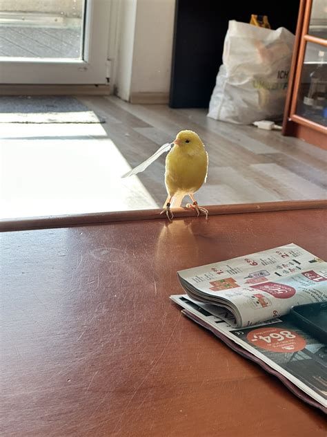 KARTVELi (@kartveli30) / Twitter
