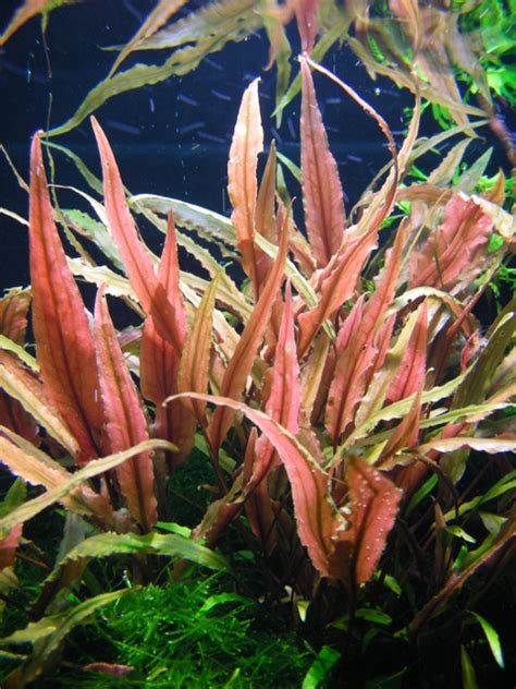 Криптокорина волнистая красная (Cryptocoryne undulata 'Red') | Интернет ...