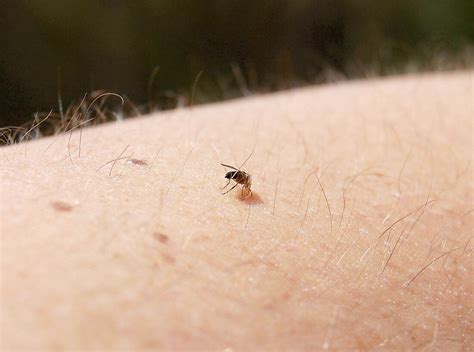 Boom year for black flies | News, Sports, Jobs - Adirondack Daily ...