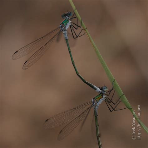 Photo #58796: Lestes sponsa