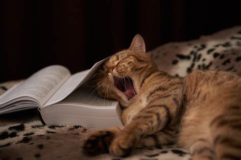 Кот Книга Милый - Pixabay上的免费照片