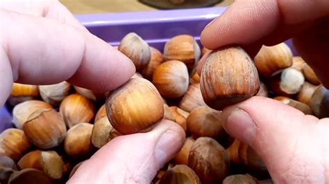 Фундук Каталонский описание сорта. Hazelnuts Broker UK - YouTube