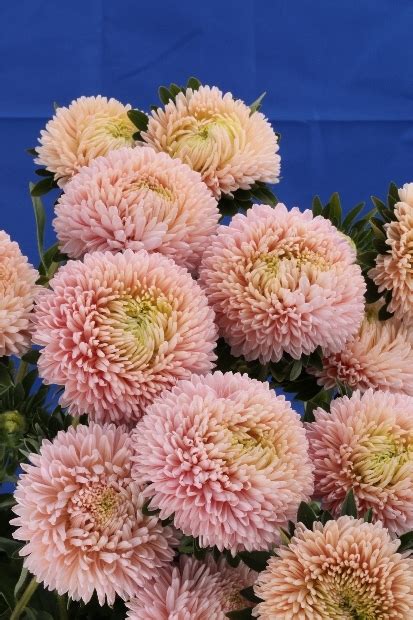 Астра Леди Корал: купить рассаду и черенки в Минске, Беларуси