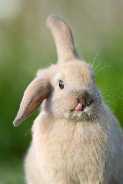 animaux domestiques(photos) (suite)