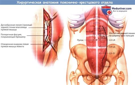 Хирургическая анатомия пояснично-крестцового сочленения позвоночника