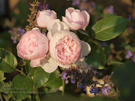 RÓŻANY OGRÓD : 'Hans Gönewein Rose'