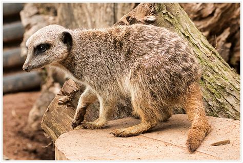 Sparkwell Zoo | Flickr