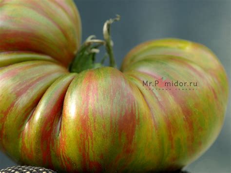 Семена томатов Hippie Zebra (Хипповая зебра), США - Сортовые семена Mr ...