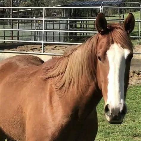 What is a double bet horses? - DIY Seattle