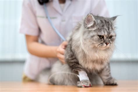 Больные почки у кота симптомы, чем лечить | Ветеринарная клиника ВетДоктор