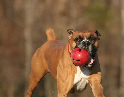 Heard of KONG Dog Toys? | Discover Rover's Top KONG Picks
