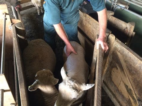 Reasons to Body Condition Score (BCS) Ewes: Anexa