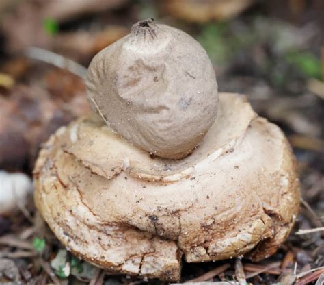 Earthstar Stock Photos, Pictures & Royalty-Free Images - iStock