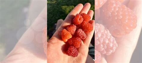 Саженцы малины, крыжовника купить в Воронеже | Товары для дома и дачи ...