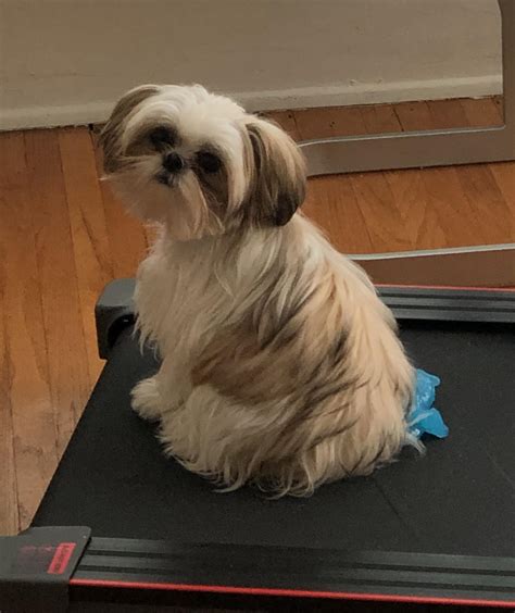 Now give me that sultry over the shoulder look. That’s it, the camera loves you. : r/Shihtzu