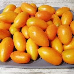 Томат Золотое руно: описание сорта, ОТЗЫВЫ (27), фото, урожайность ...