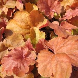Purperklokje (Heuchera 'Northern Exposure Amber')