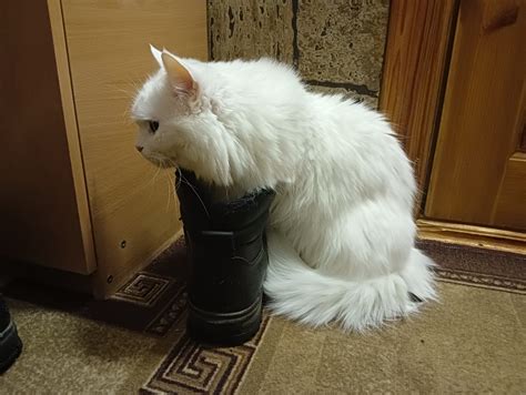Кошка в сапогах | Пикабу