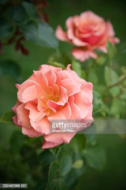 267 Rosa Henderson Stock Photos, High-Res Pictures, and Images - Getty ...