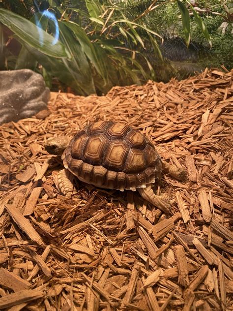 What is the purpose this sploot? He often falls asleep like this. : r/tortoise