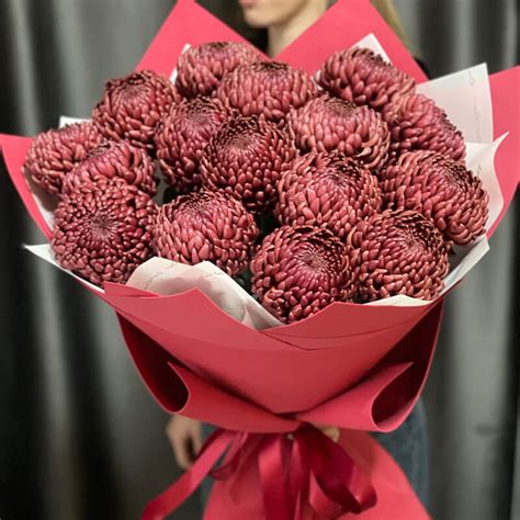 Букет Хризантема Бигуди Коричневые 💐 | Купить Цветы в Майкопе