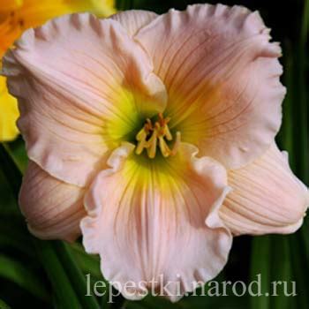 Лилейники (hemerocallis)