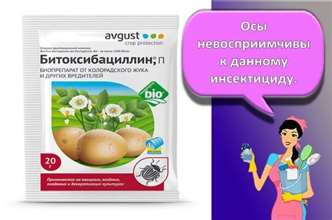Как вывести ос в доме своими силами: препараты и народные средства, ловушки