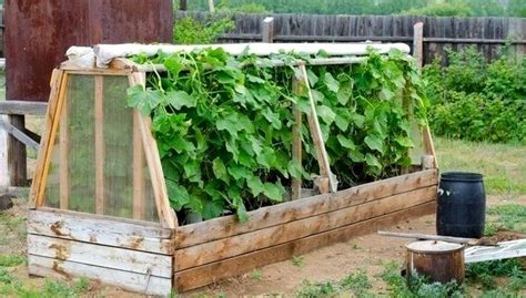 Как сделать парник для огурцов своими руками из подручных средств самые ...