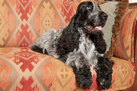 What Do You Need To Know About Blue Roan Cocker Spaniels Before Getting ...