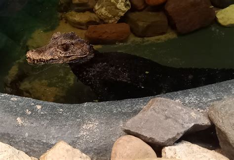 Cuvier's dwarf caiman - ZooChat