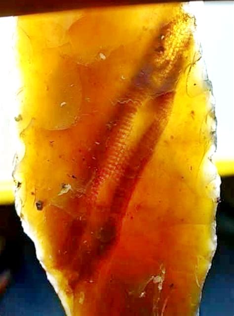 Petrified fish? - Fossil ID - The Fossil Forum