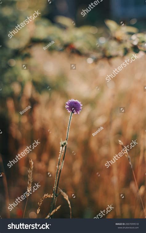 151 Фон цветок Images, Stock Photos & Vectors | Shutterstock