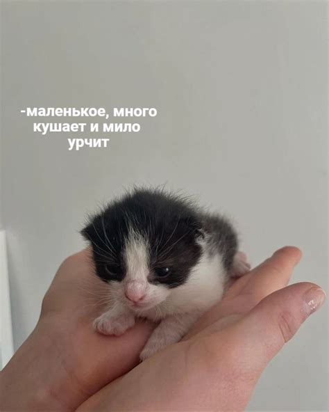 кисик кушает много | Кошачьи цитаты, Котята, Смешные карикатуры