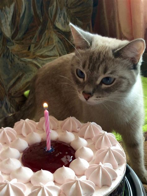 День народження кота - Cat Joy Магазин товарів для домашніх тварин ...