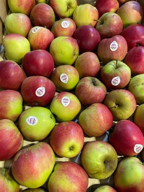 Apples – Worcester – Village Greens, Charlesworth