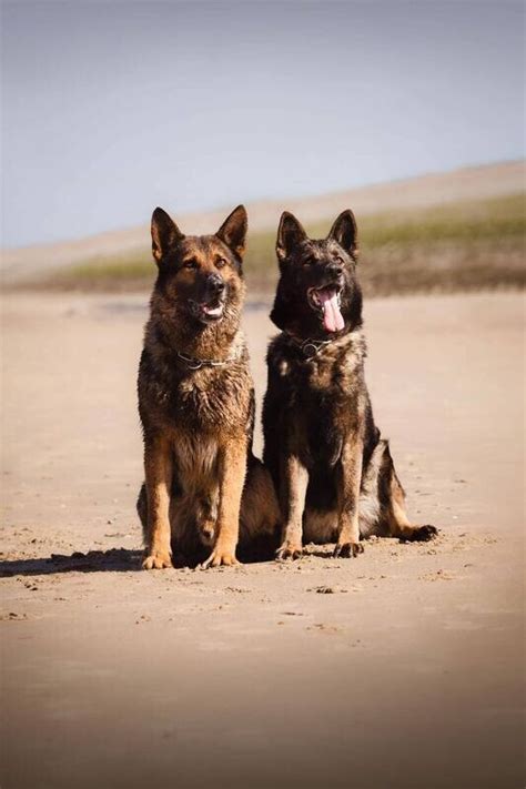 Hond