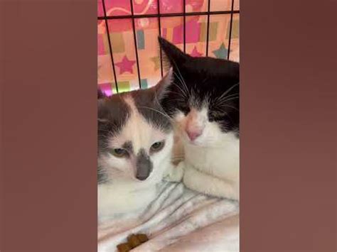Ищу дом😺😺😺 - YouTube
