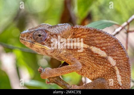 Angel's chameleon (Furcifer angeli), initially described as Chamaeleo ...