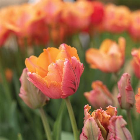 Amazing Parrot - Tulip Bulb | Johnny's Selected Seeds