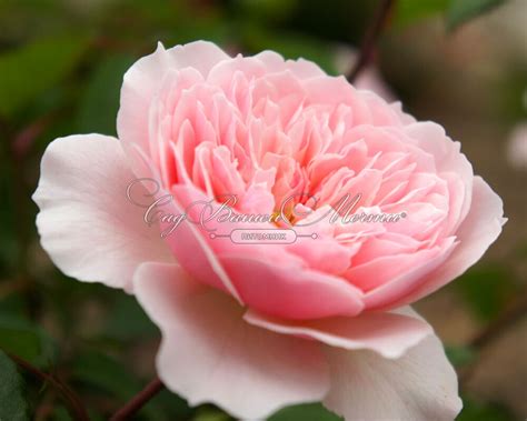 Роза Wisley 2008 (Уизли 2008) - Розы английские - Питомник роз и ...