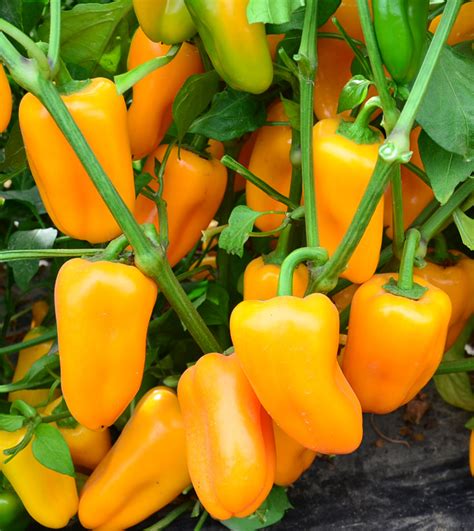 Купить семена Перец сладкий Sweet pepper Lunchbox Yellow Snack в Москве ...
