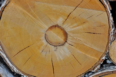 Годовые кольца (много фото) - treepics.ru