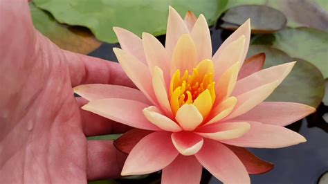 Нимфея Colorado (Nymphaea Colorado), нимфея Колорадо - YouTube