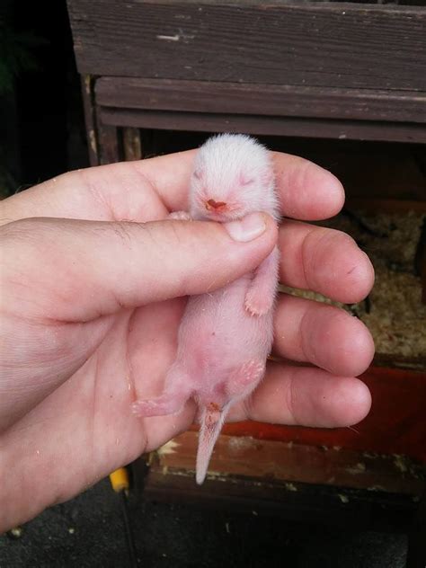 Baby ferret | Baby ferrets, Funny ferrets, Pet ferret