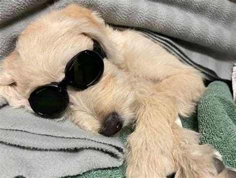 Laser Treatment for Dogs | Glendale Pet Laser Therapy